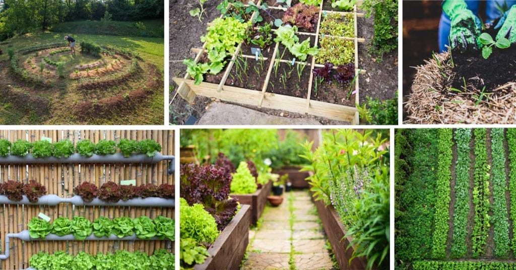 6 Vegetable Garden Layout Ideas (What to Plant in Them)