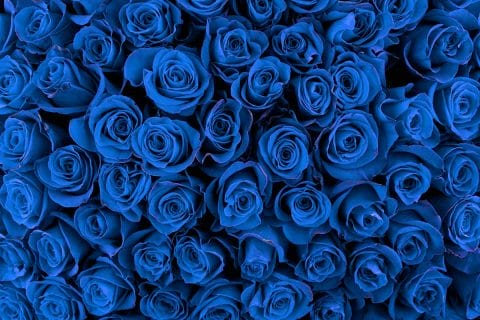 Blue Roses: Are They Real or Just a Myth? (The Truth)