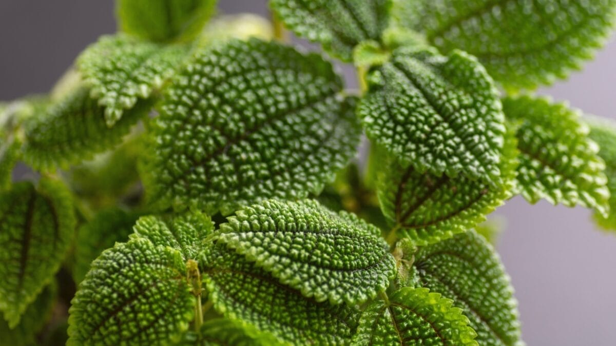Moon Valley Pilea: 101 Plant Care Guide