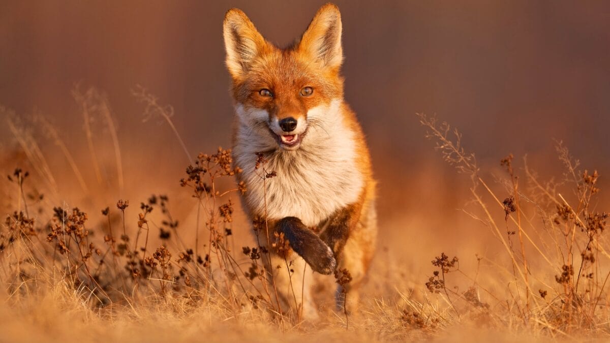 20 Top Locations to Spot Foxes Across the USA