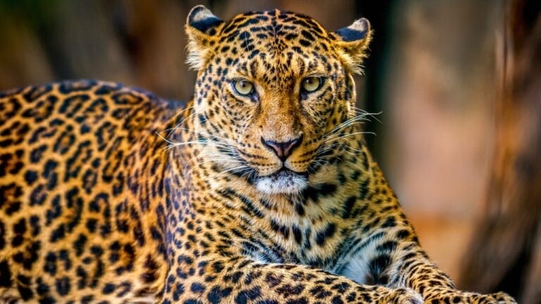 8 Formidable Predators That Can Take Down Wolves