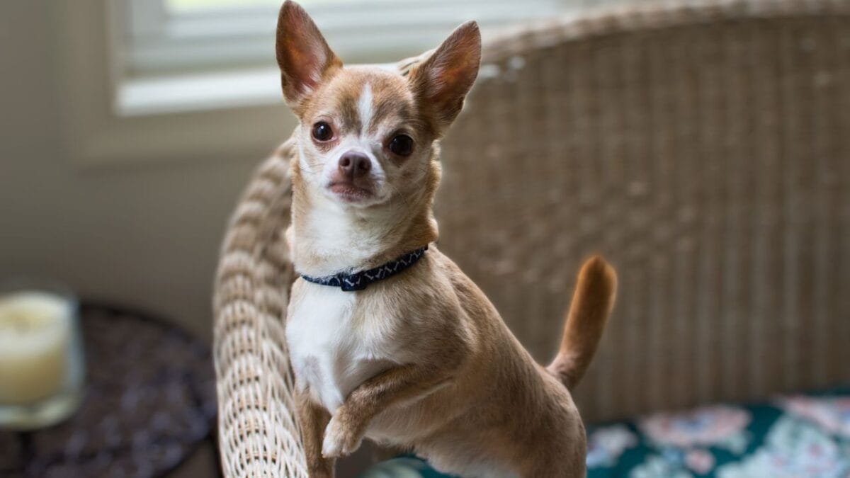 7 Different Types of Chihuahua Breeds Most People Don't Know About