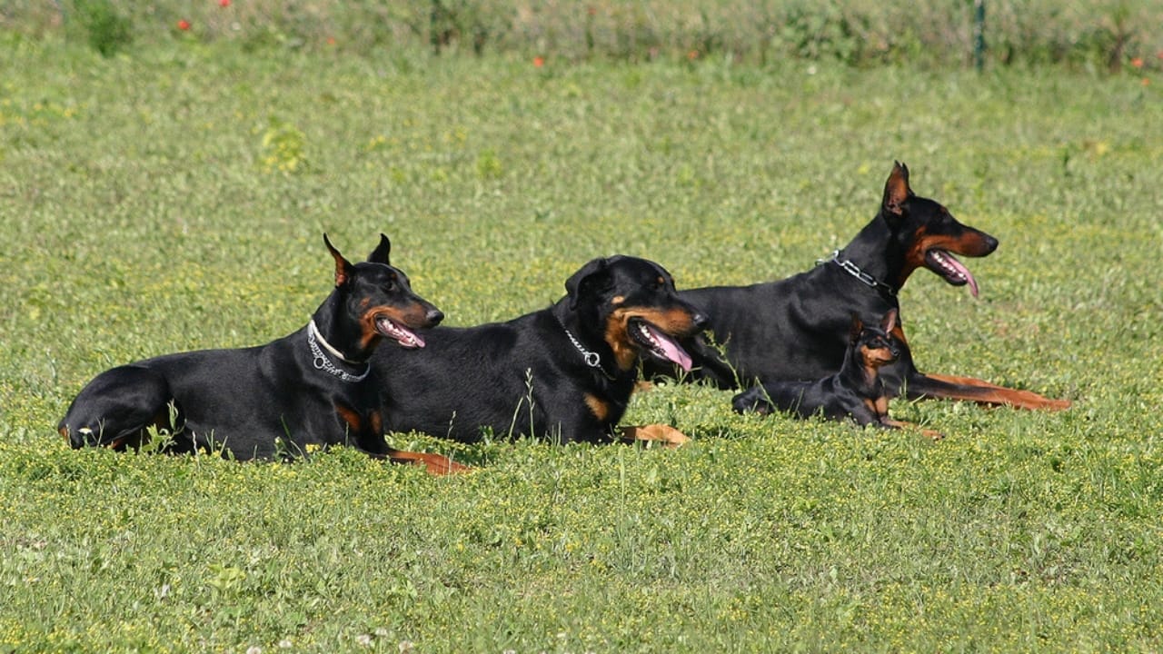10 Facts About Beauceron Dogs You Should Know