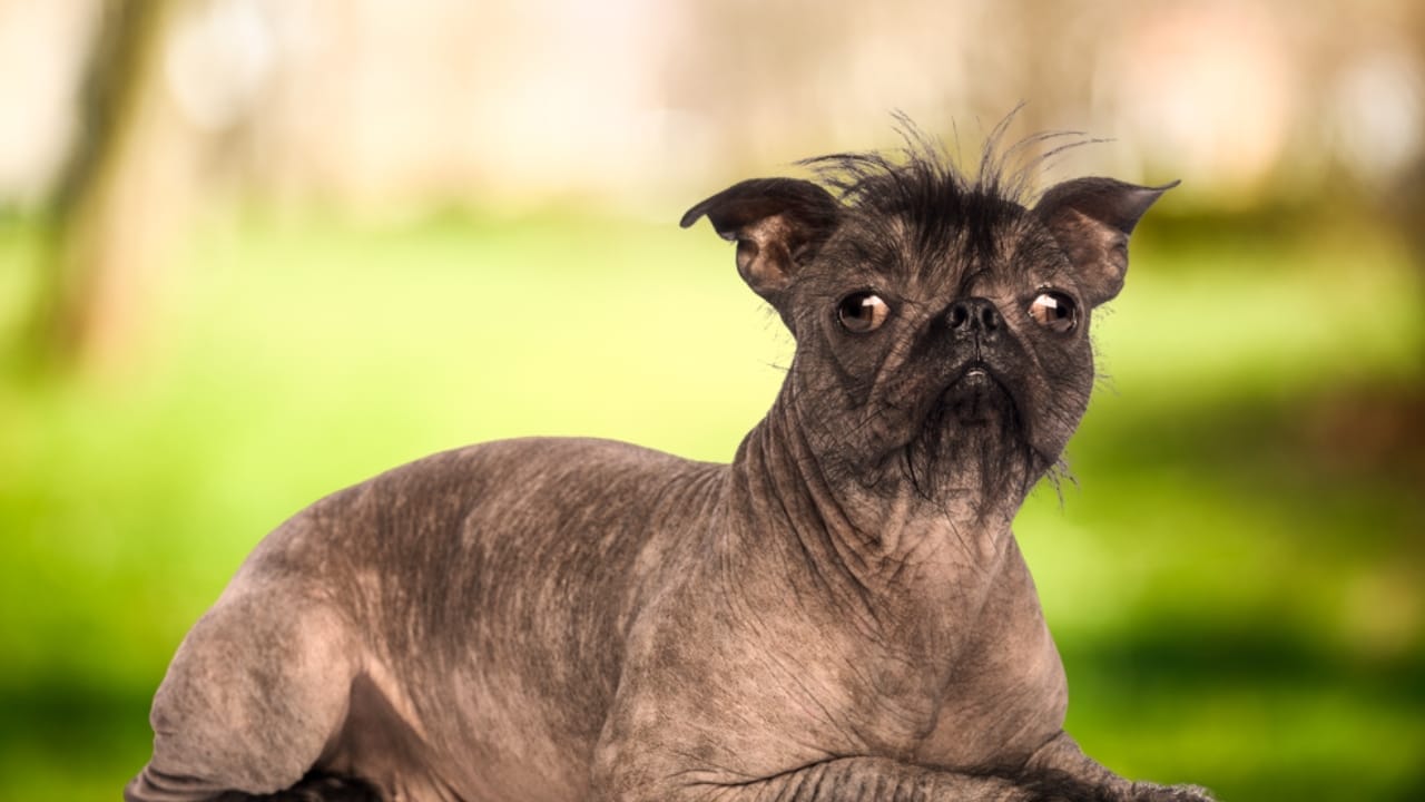 10 Ugliest Dog Breeds You May Never Want to See