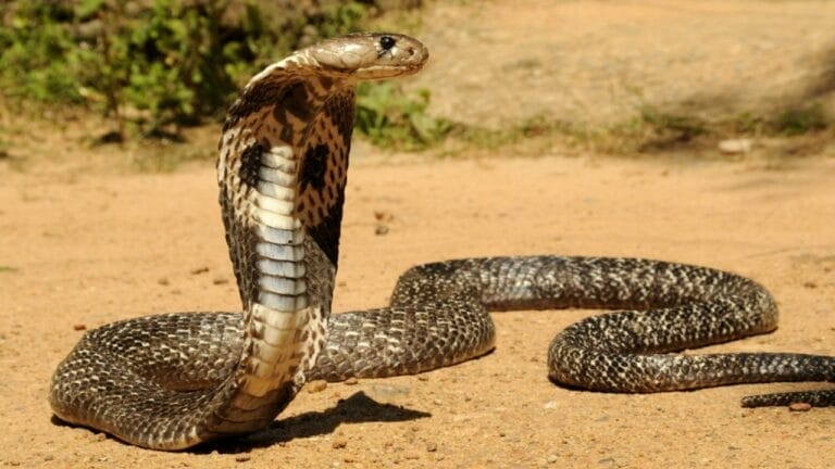 15 Venomous Facts About the King Cobra That Will Strike You