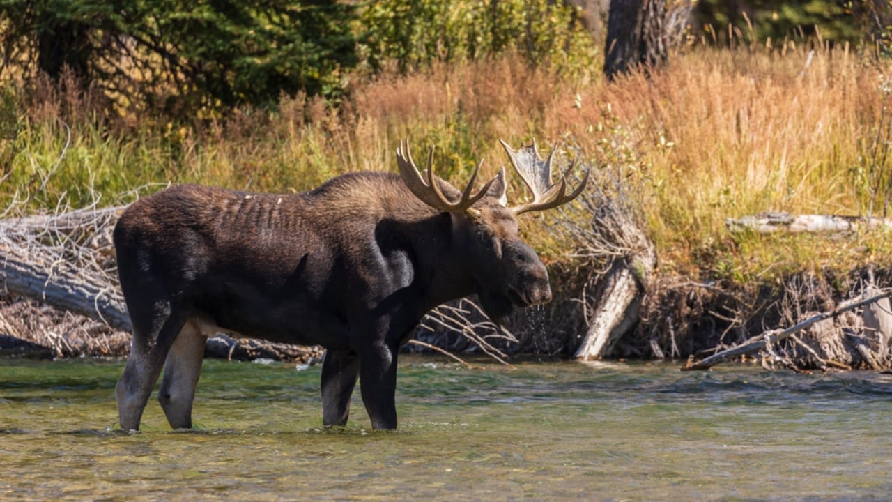 11 U.S. States with the Most Moose Roaming Free