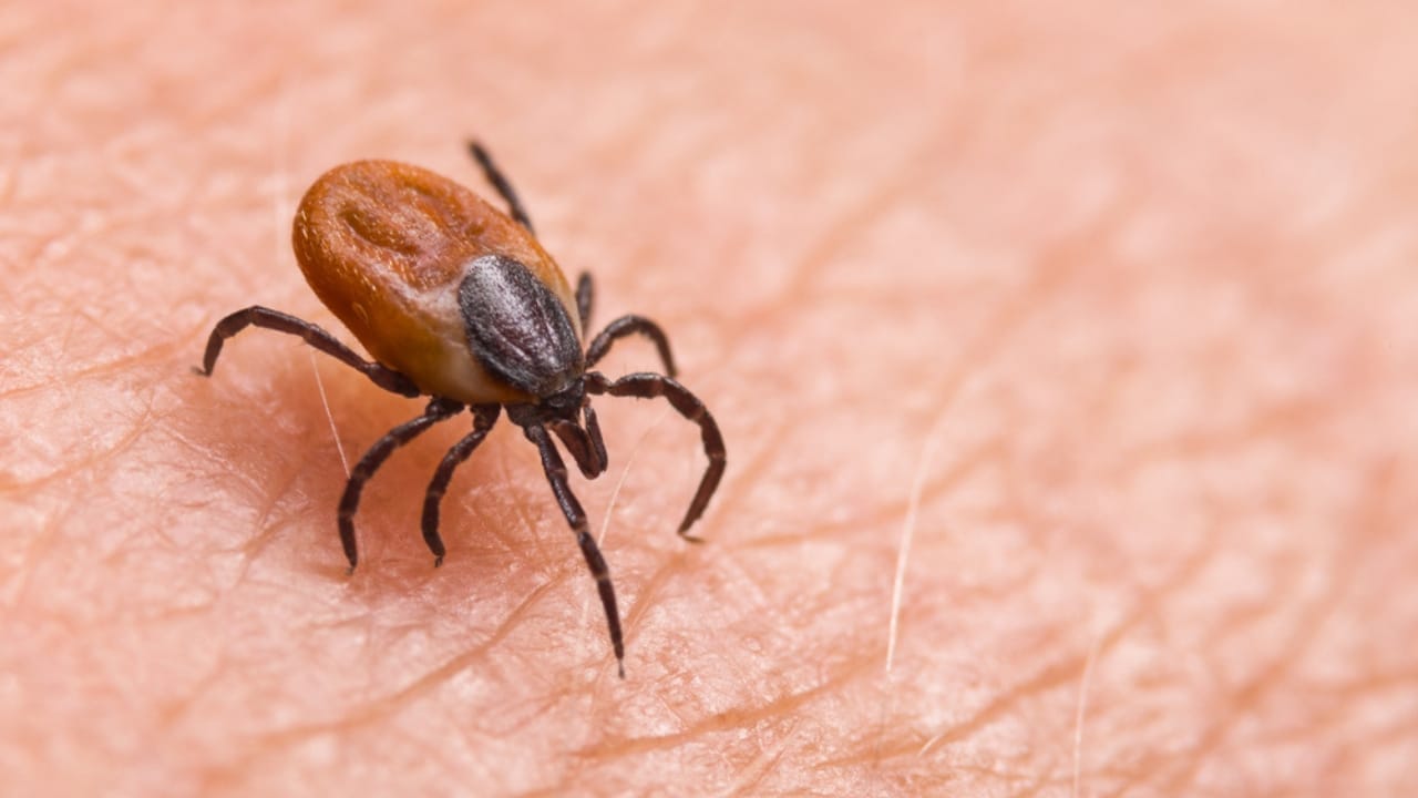 12 Most Dangerous Insects in the USA