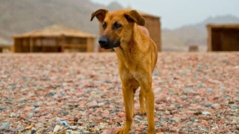 Guardians of the Pharaohs: 6 Dogs of Ancient Egypt