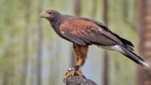 9 Spiritual Meanings of Seeing a Hawk Across Different Beliefs