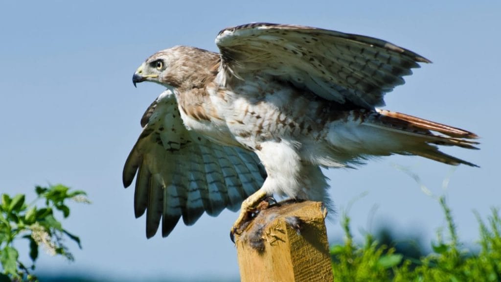 9 Spiritual Meanings of Seeing a Hawk Across Different Beliefs