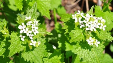12 Invasive Plants You Must Remove ASAP from Your Yard