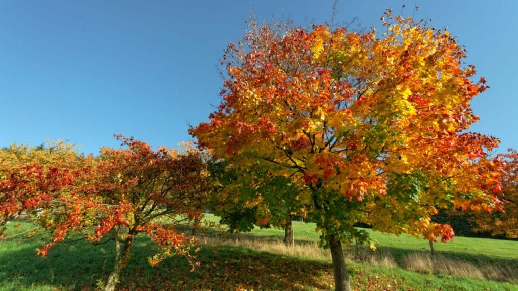 Tapping into Nature's Sweetness: 23 Trees That Produce Unique Syrups
