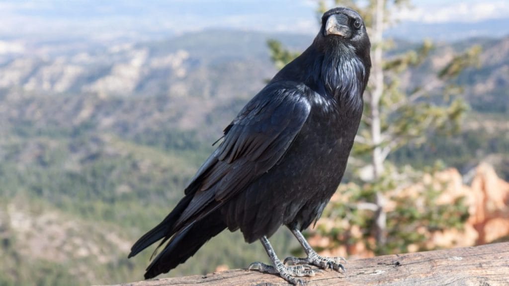15 Black Bird Species That Prove Beauty Isn’t Limited to Color