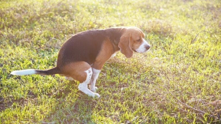 15 Reasons Why Dog Poop is a Serious Health Hazard