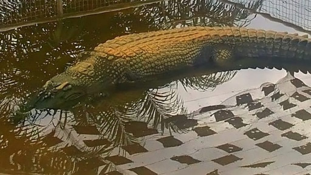 'Dominator’ – The World’s Largest Wild Crocodile Weighing Over 2,000 ...