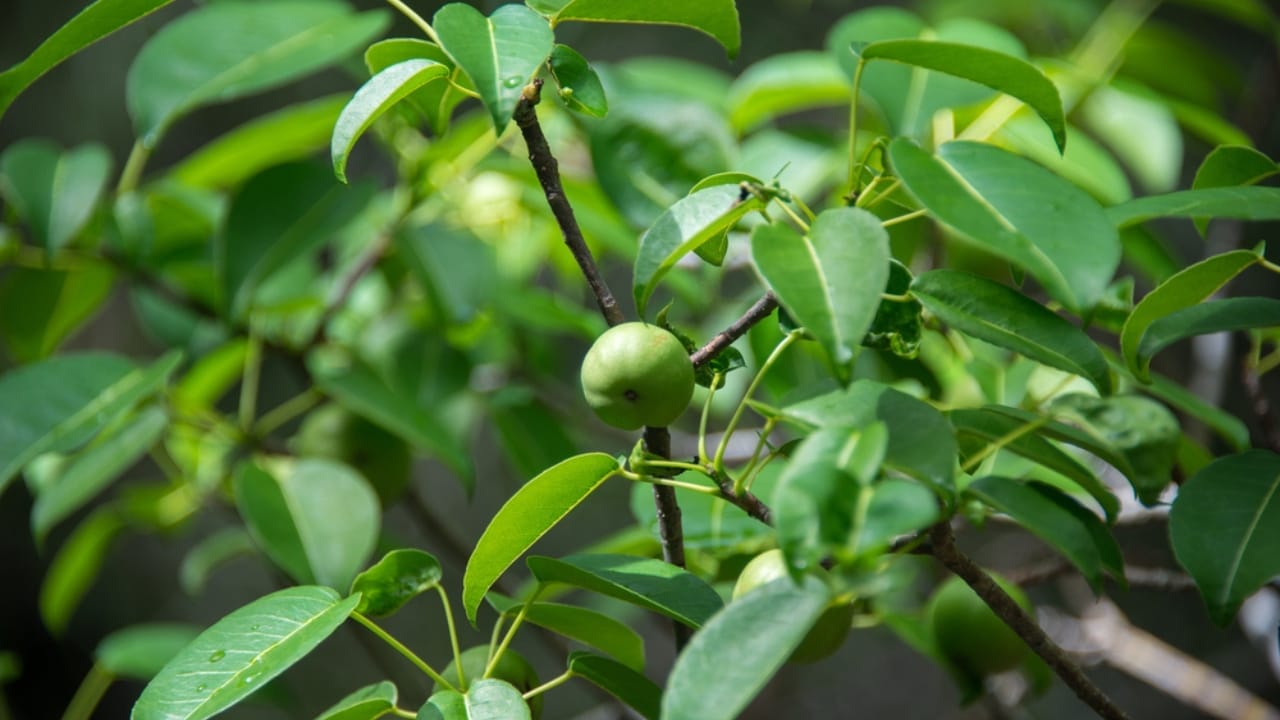 The Little Apple of Death: Meet the World's Most Deadliest Tree