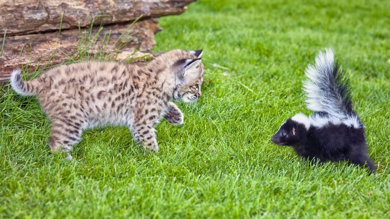 5 Smart Ways to Get Rid of Skunks Without the Risk of Getting Sprayed