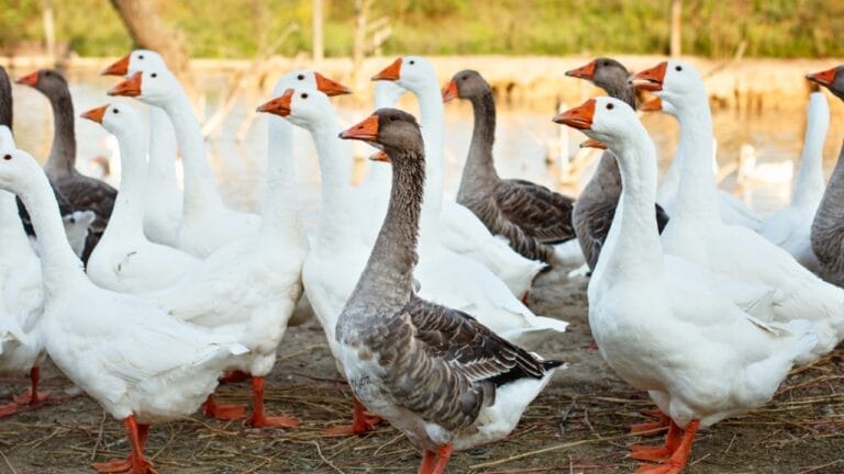 Meet the Stars of the Farm: 15 Animals Everyone’s Obsessed With