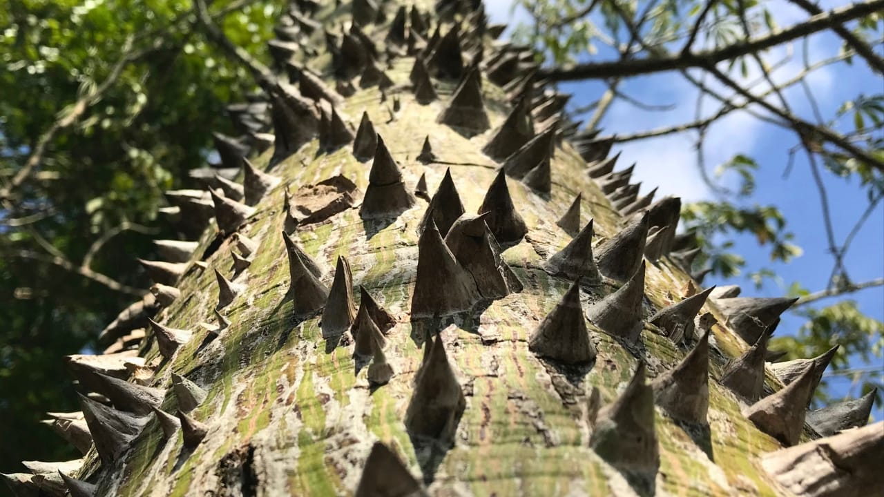 The World’s 14 Most Dangerous & Deadly Trees