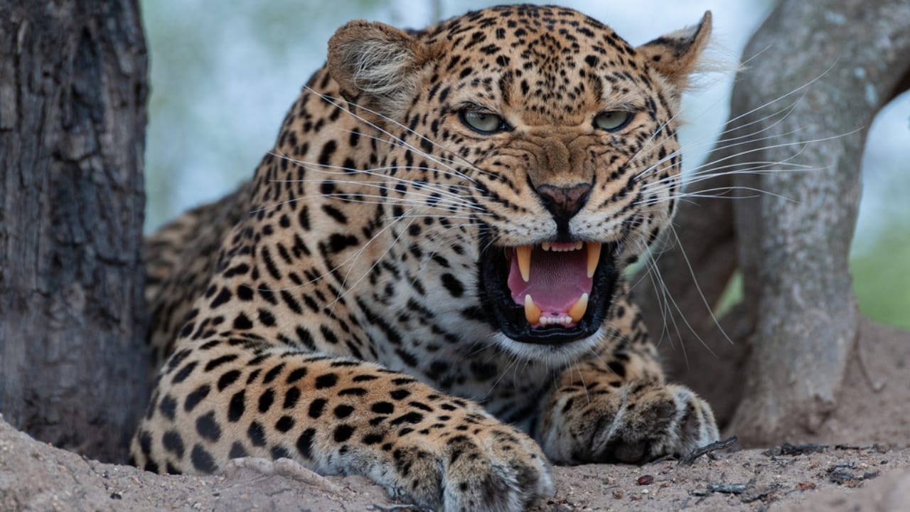 9 Most Dangerous Cats Ruling the Wilderness