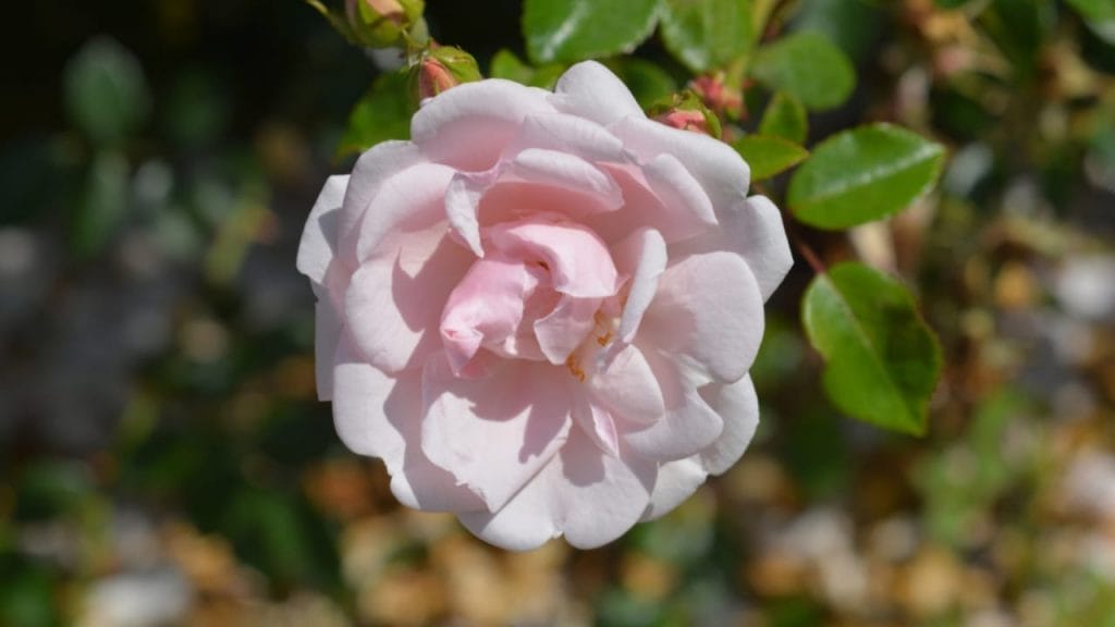 15 Enchanting Pink Rose Varieties to Elevate Your Garden