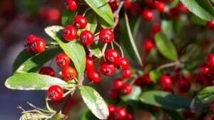 Brighten Your Winter Garden with These 16 Red Berry Shrubs