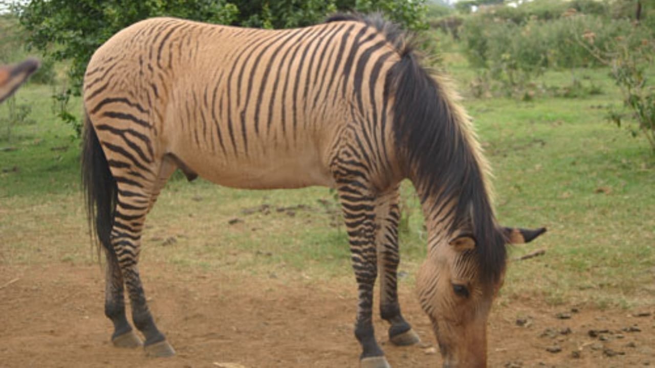 The Zorse: A Fascinating Cross Between Zebras & Horses Making Headlines