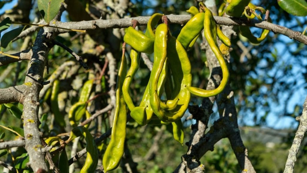 15 Beautiful but Smelly Plants That Could Be Stinking Up Your Yard