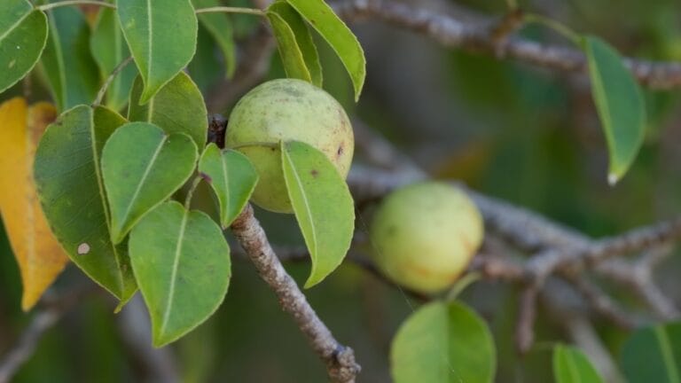 The Little Apple of Death: Meet the World's Most Deadliest Tree