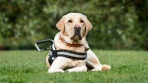 For Brainy Dog Lovers: 25 Highly Intelligent Breeds to Consider