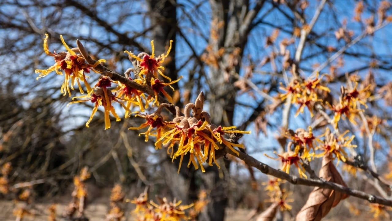 Witch Hazel Growing Tips for a Shrub That Stands Out All Year Long