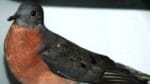 The Passenger Pigeon’s Extinction: 100 Years Later & The Role Humans Played