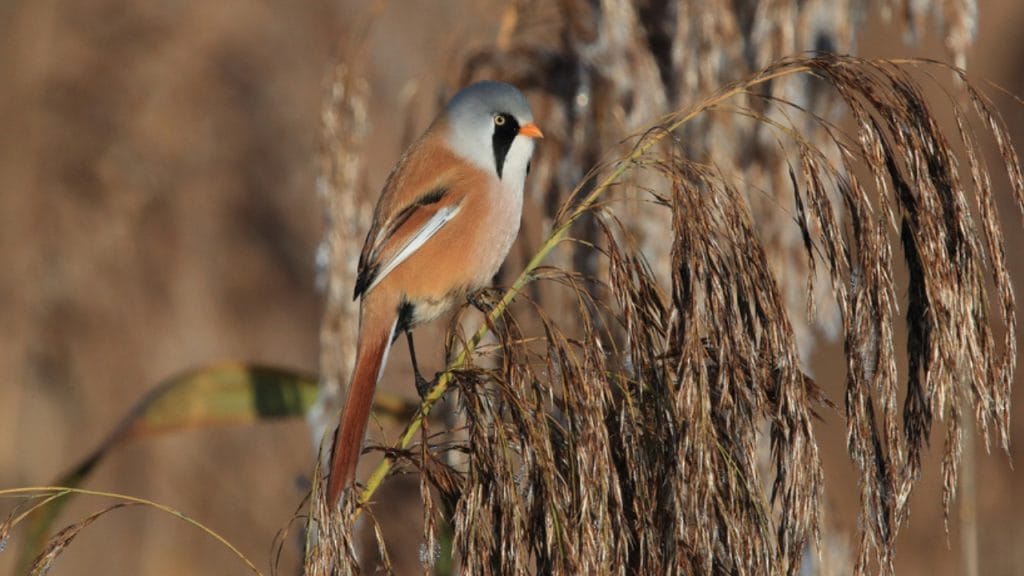 Meet the Adorable Fluffball of the Skies: The Round-Bearded Reedling