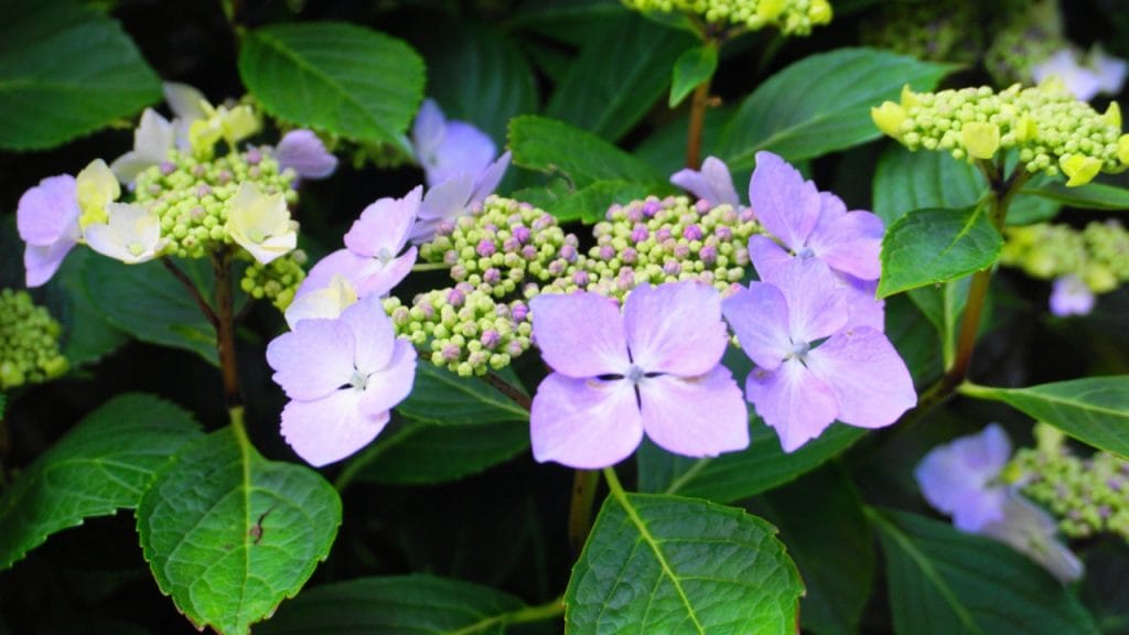 6 Shade-Loving Hydrangeas Perfect for Low-Sun Gardens