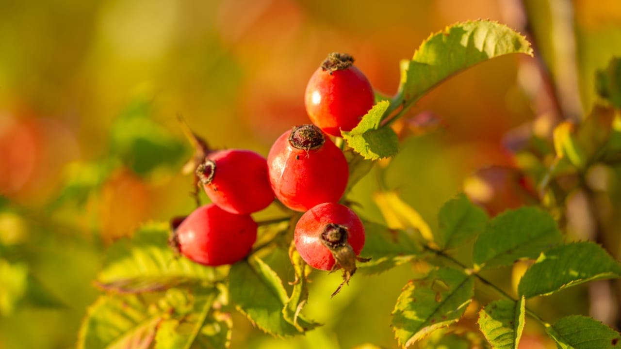 Rose Hips: A Natural Remedy & Delicious Ingredient