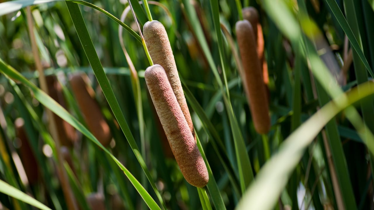 Cattail Cuisine: 8 Tips to Forage & Enjoy this Wild Edible
