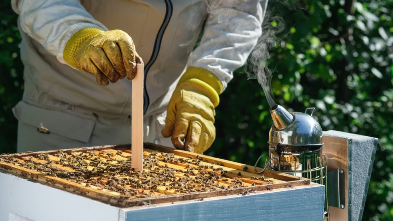 New to Beekeeping? 10 Hive Styles You Need to Know