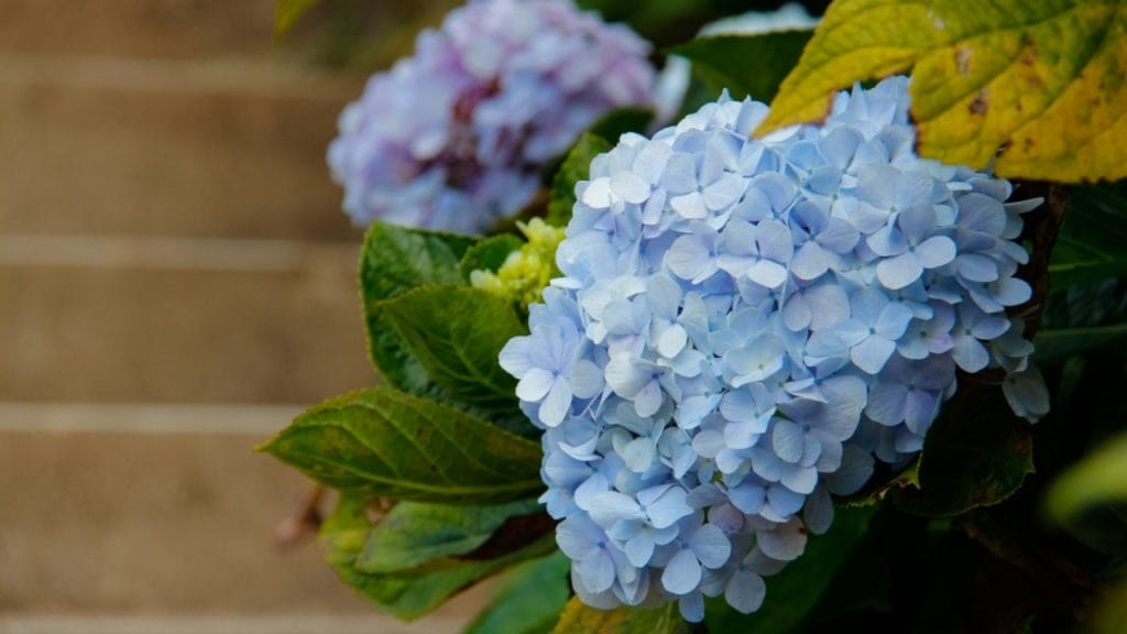6 Shade-Loving Hydrangeas Perfect for Low-Sun Gardens
