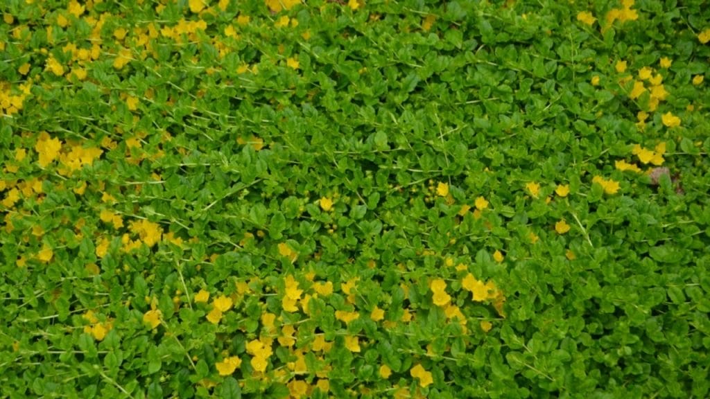 Say Goodbye to Weeds with These 15 Creeping Garden Path Plants