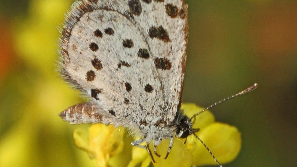 13 of the World’s Rarest Butterflies You’ll Be Lucky to See Even Once