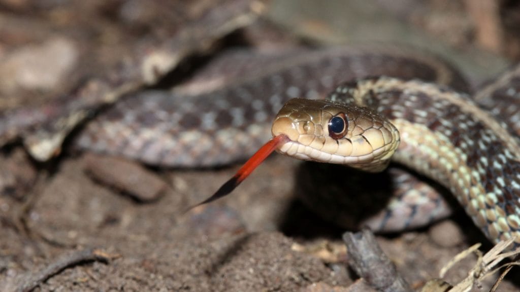 Purple Snakes: Nature’s Jewel-Toned Reptiles & Their Unique Traits