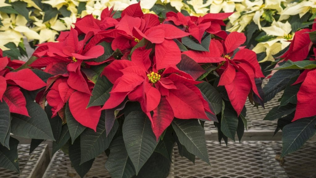16 Christmas Plants to Brighten Your Holiday Décor