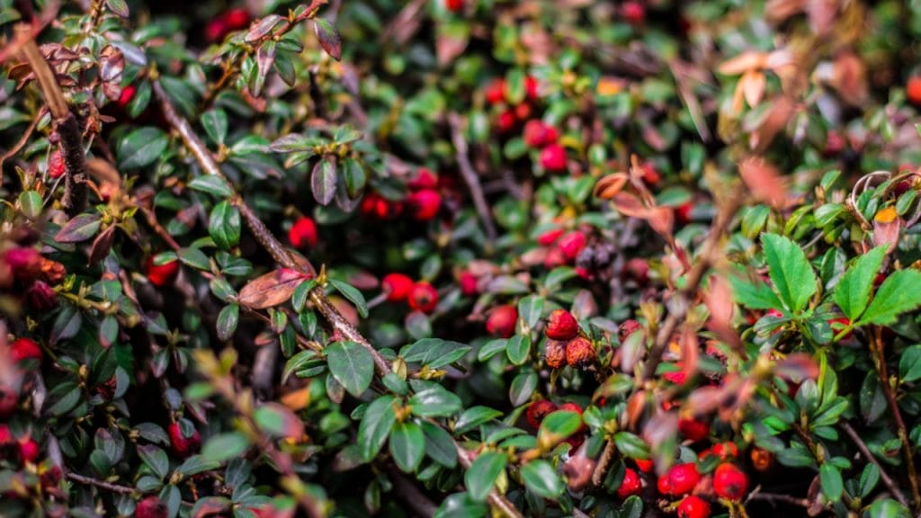 Brighten Your Winter Garden with These 16 Red Berry Shrubs