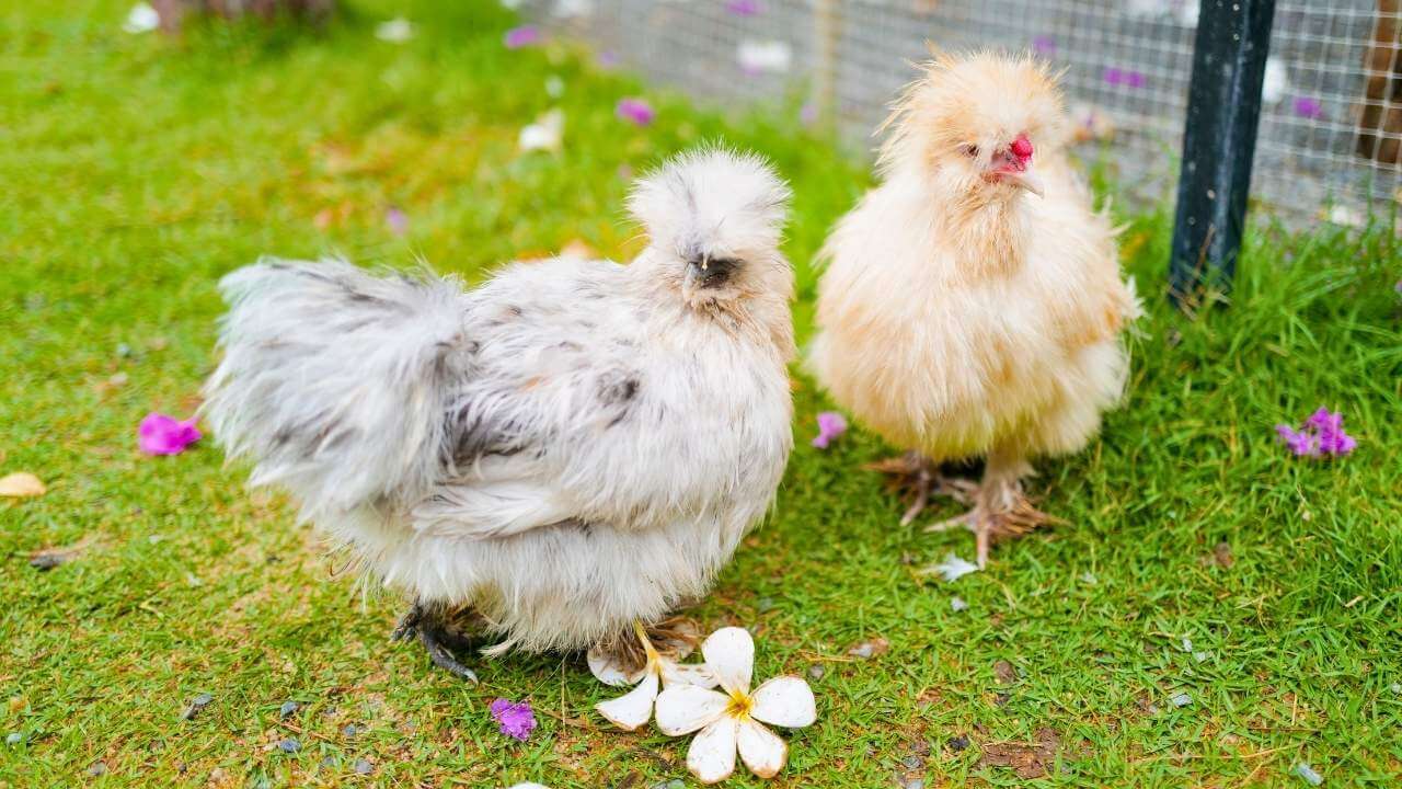 Silkie Chickens Look Fake Until You Touch One